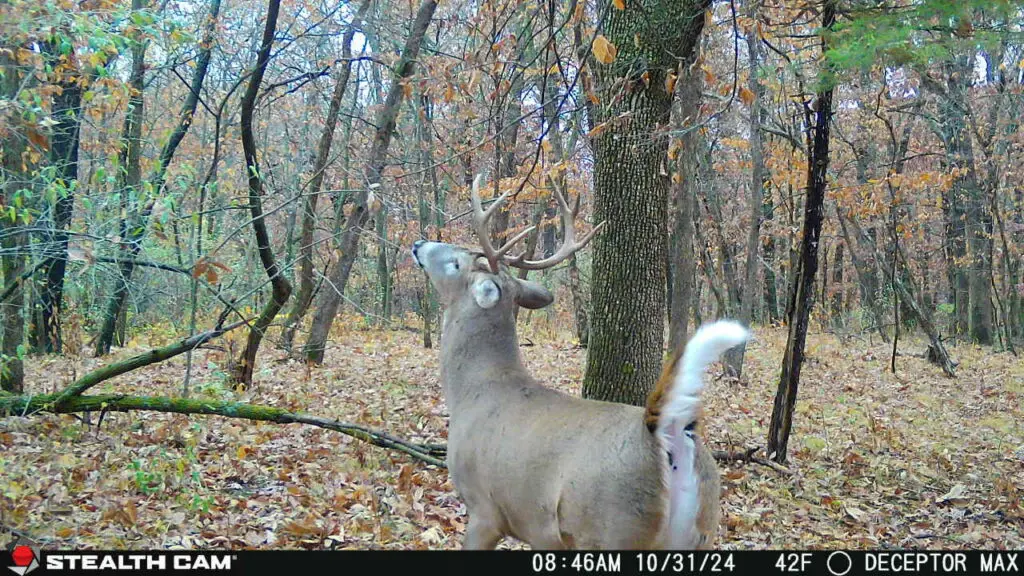 Deceptor™ Max Internal Battery Combo | Stealth Cam