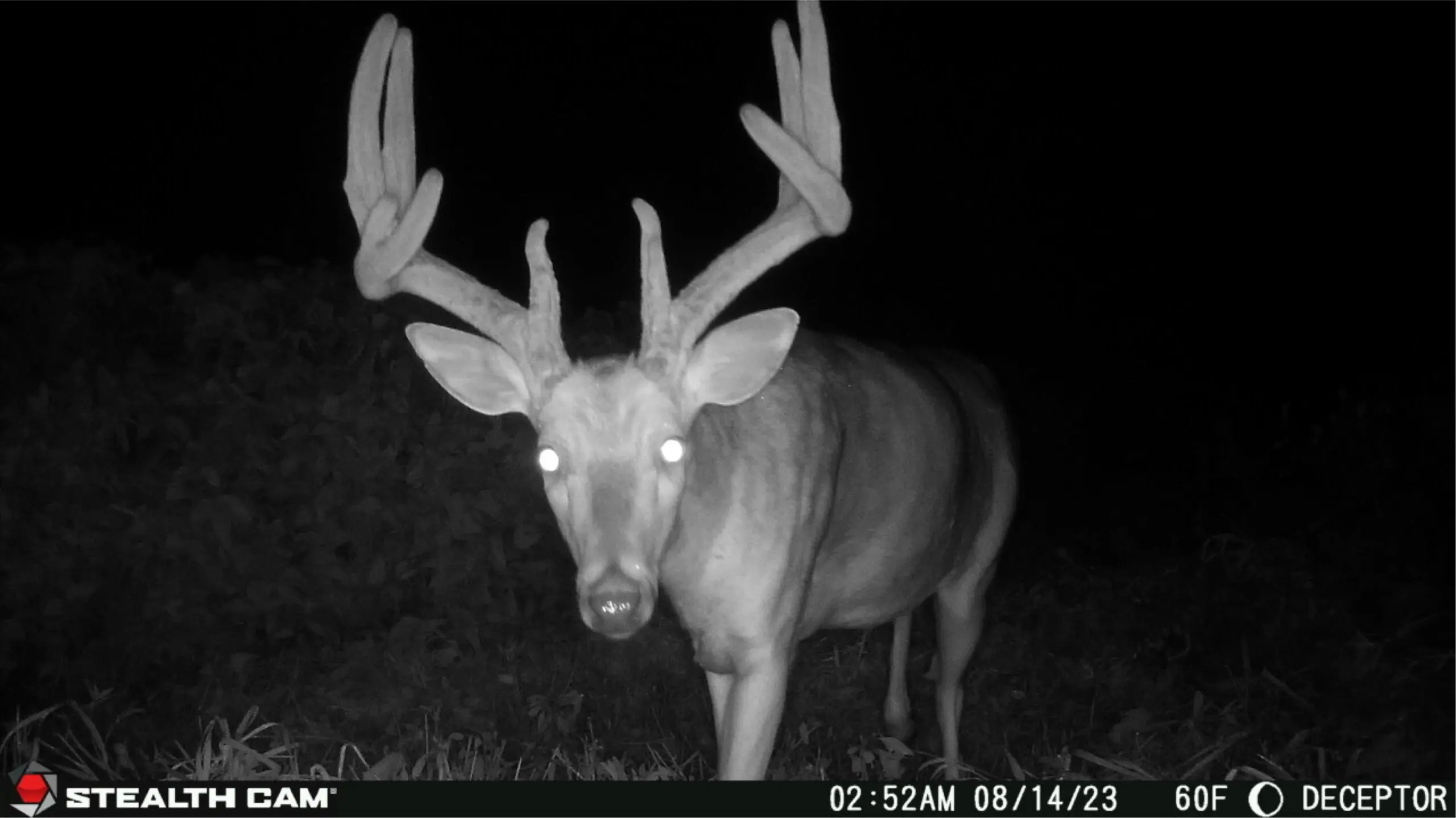 Switch | Stealth Cam