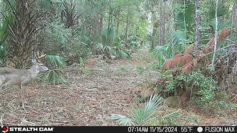 Fusion Max Cellular Trail Camera | Stealth Cam