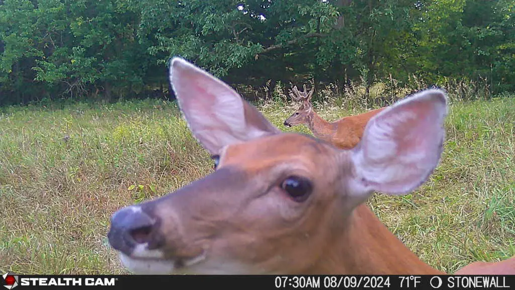 Fusion Max Cellular Trail Camera | Stealth Cam