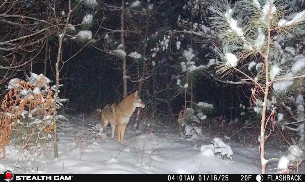 Benefits of Using Game Cameras Year-Round | Stealth Cam