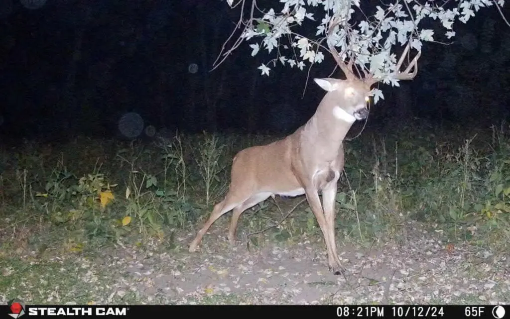 Flashback Xenon Flash Trail Camera | Stealth Cam
