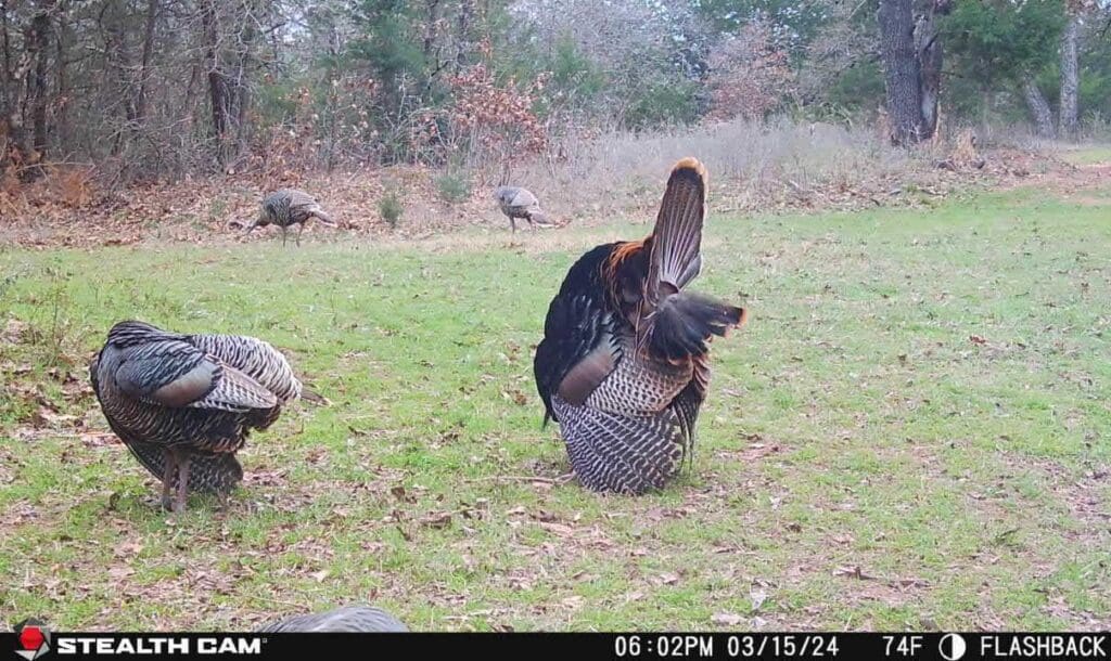 Increase Your Spring Turkey Success with Stealth Cam Scouting | Stealth Cam
