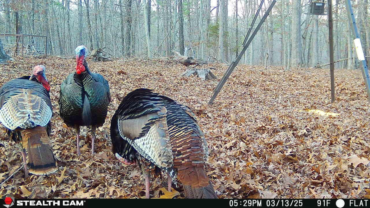 Spring Trail Cam Guide | Stealth Cam