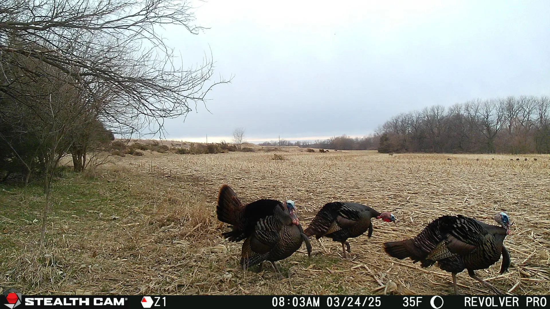 Spring Trail Cam Guide | Stealth Cam