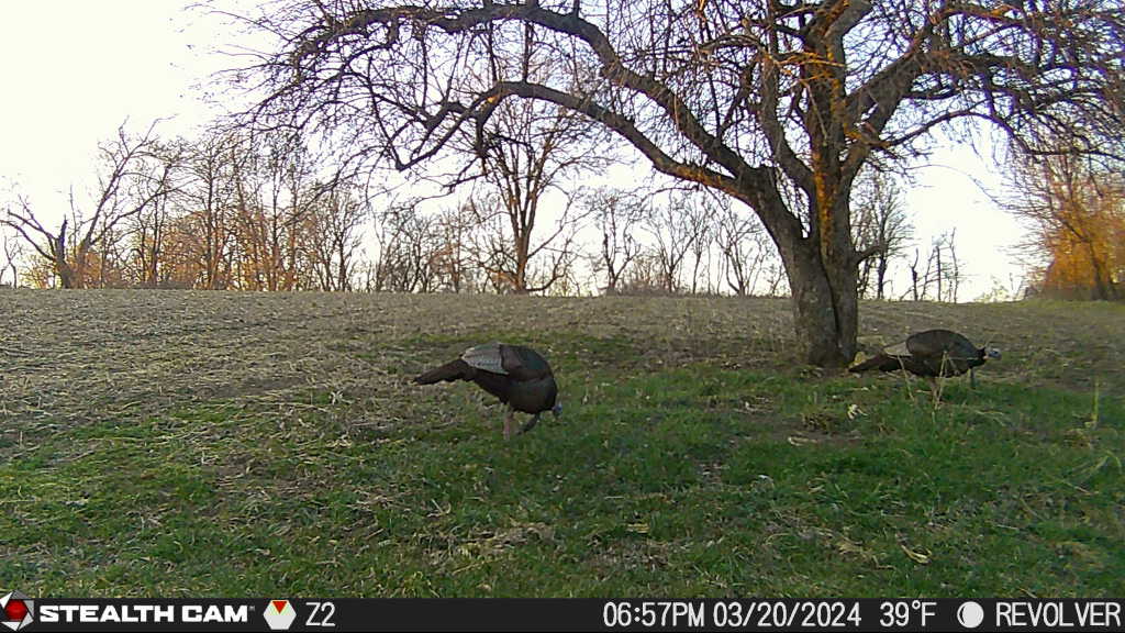 Increase Your Spring Turkey Success with Stealth Cam Scouting | Stealth Cam