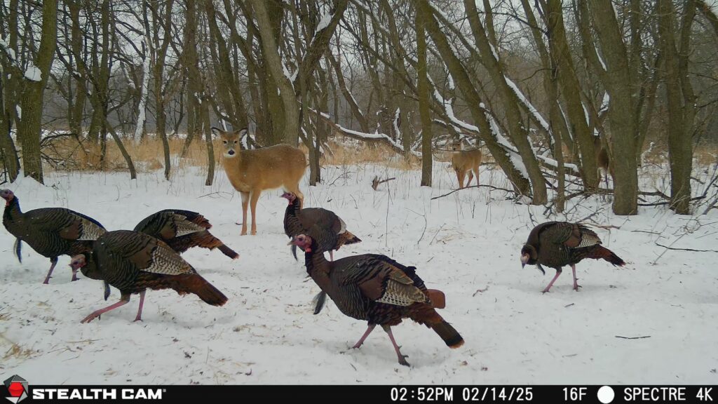 Spectre 4K Dual-Core Cellular Trail Camera | Stealth Cam