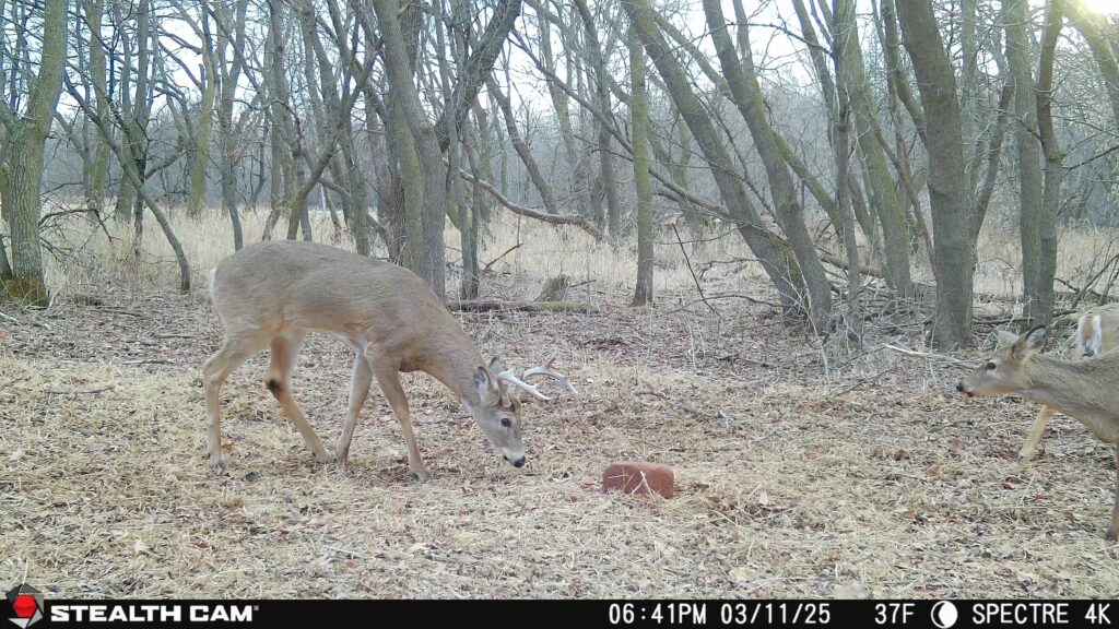 Spectre 4K Cellular Trail Camera | Stealth Cam