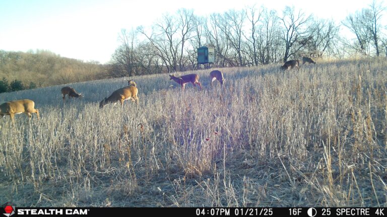 Spectre 4K Dual-Core Cellular Trail Camera | Stealth Cam