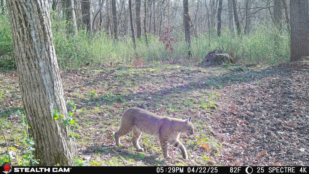 Spectre 4K Cellular Trail Camera | Stealth Cam