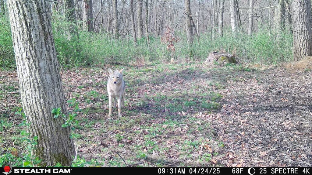 Spectre 4K Dual-Core Cellular Trail Camera | Stealth Cam