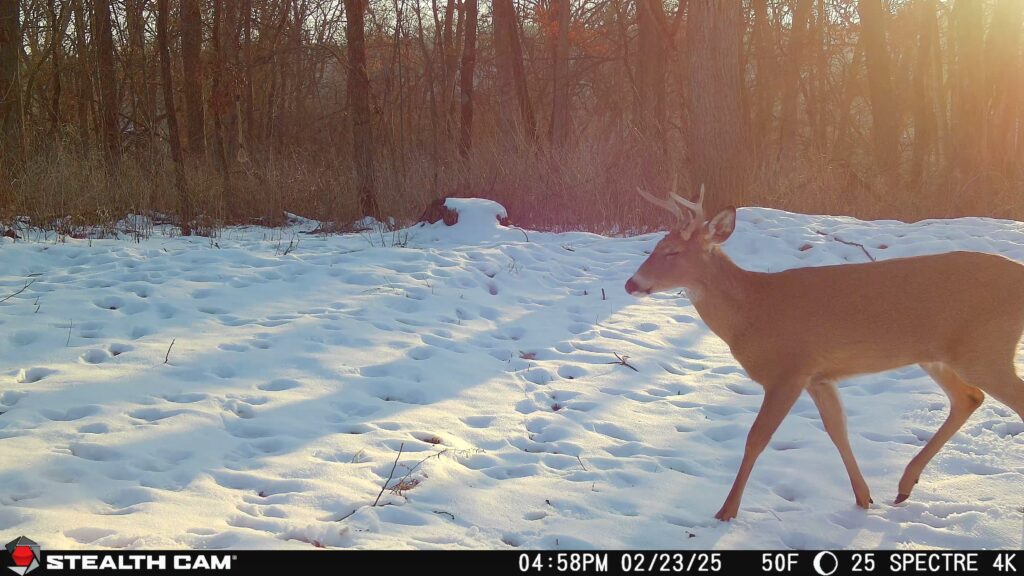 Spectre 4K Cellular Trail Camera | Stealth Cam