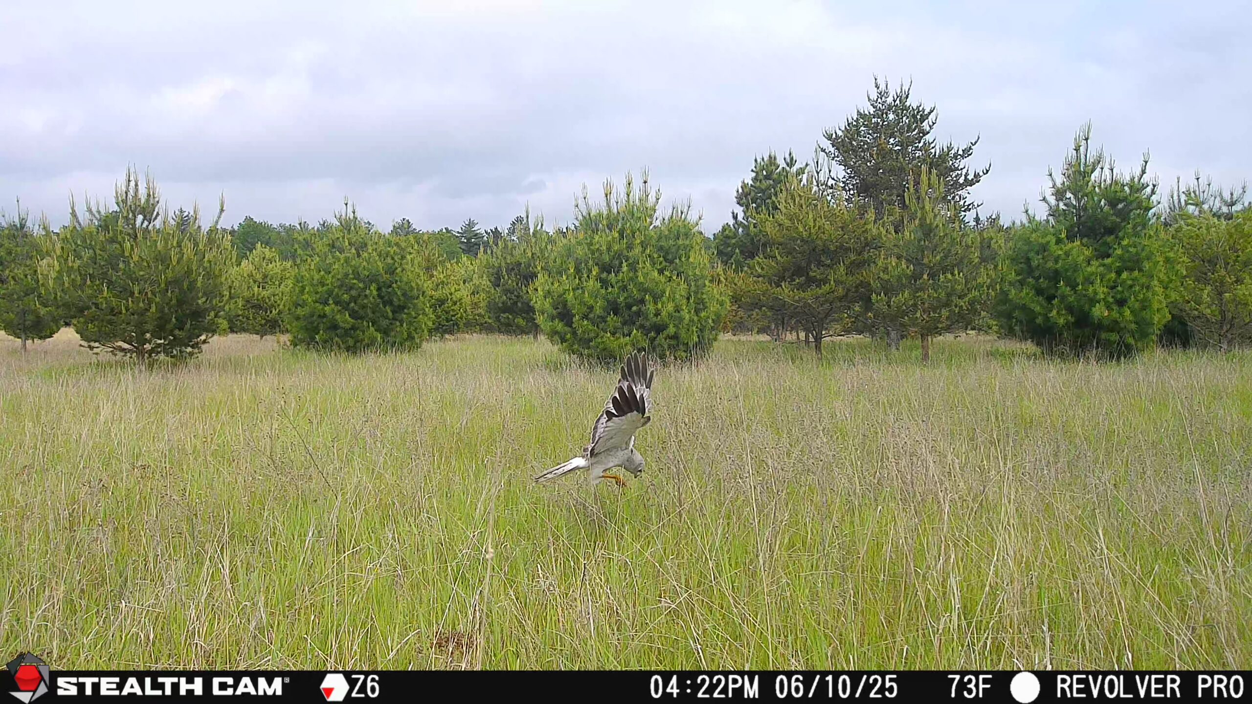 Switch | Stealth Cam