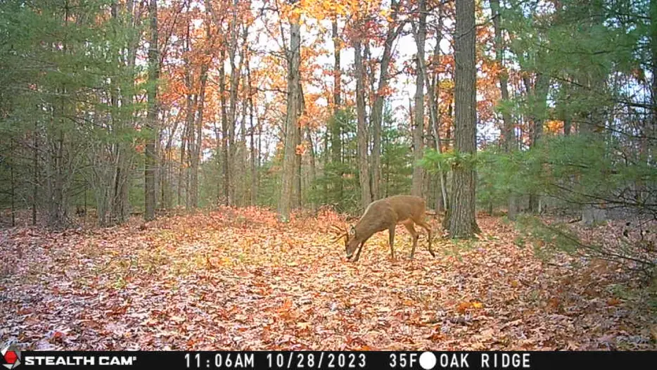 Connect MAX 2.0 Cellular Trail Camera | Stealth Cam