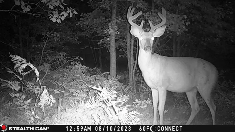 Connect MAX 2.0 Cellular Trail Camera | Stealth Cam